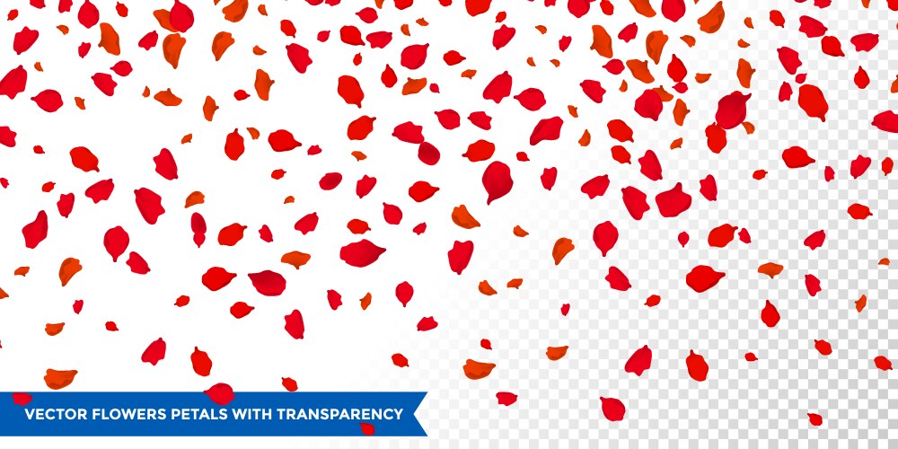 Flowers petals falling on transparent background Vector Image
