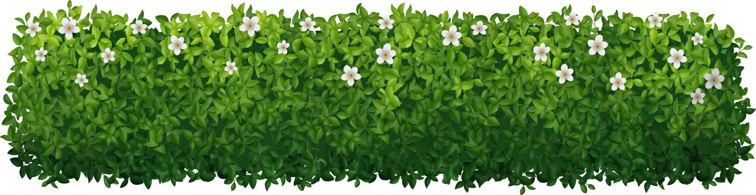 Garden bush isolated shrub hedge green Royalty Free Vector