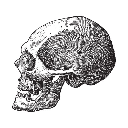 Skull Engraving Vector Images (over 9,400)