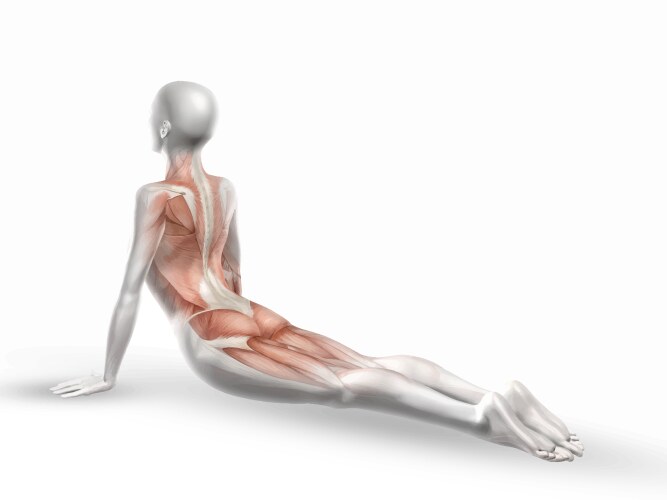 Muscle Map Vector Images (over 740)