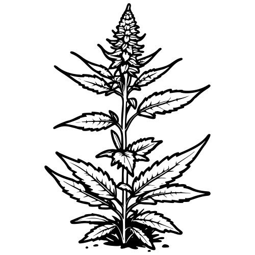 Weed leaf drawing realistic hand line art Vector Image