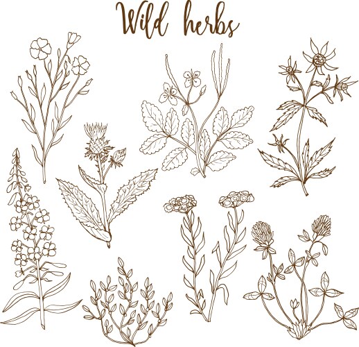 Vintage set of ten colored medicinal herbs Vector Image