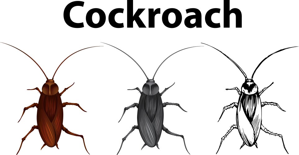 Diagram showing parts of cockroach Royalty Free Vector Image