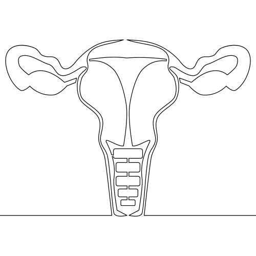 Uterusfemale gynecology line icon concept uterus Vector Image