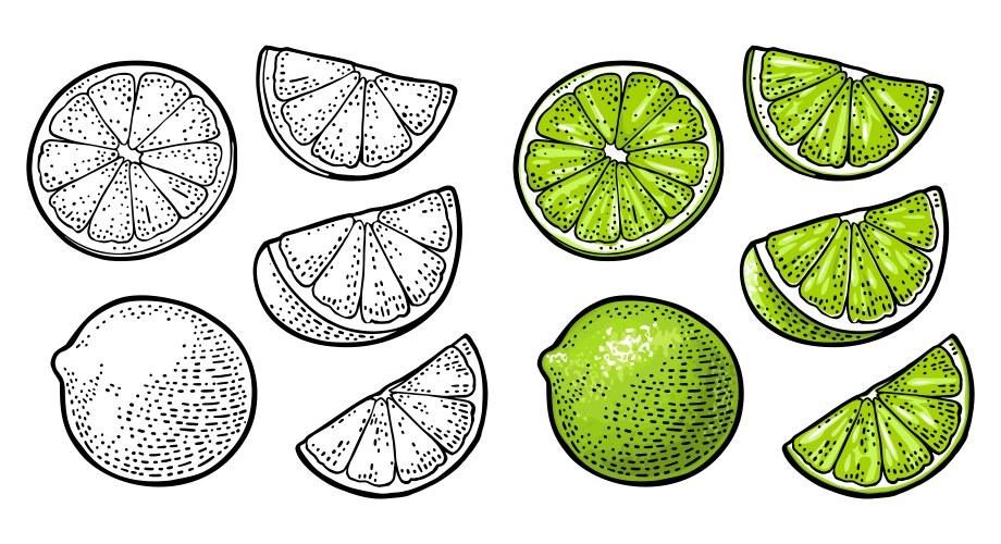 Lime Vector Images (over 230,000)