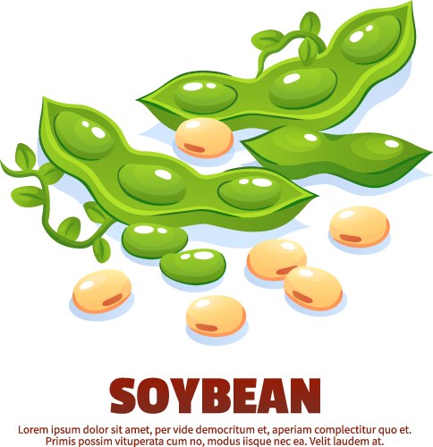 Soybean Royalty Free Vector Image - VectorStock