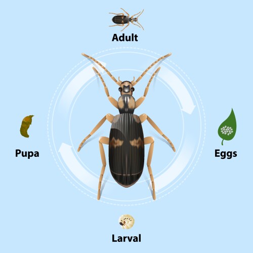 Diagram showing life cycle cockroach Royalty Free Vector
