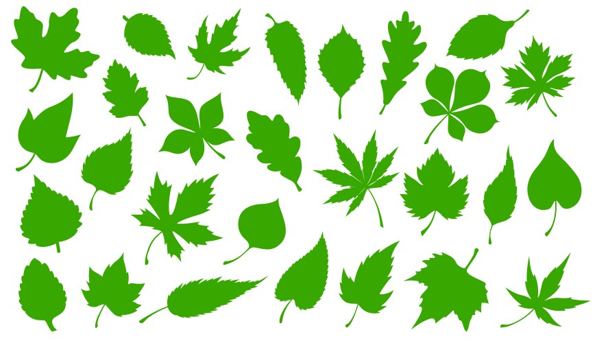 Leaf flat icon pack Royalty Free Vector Image - VectorStock