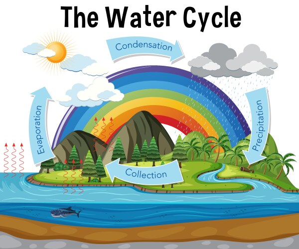 Water Cycle Clipart Vector Images (over 250)