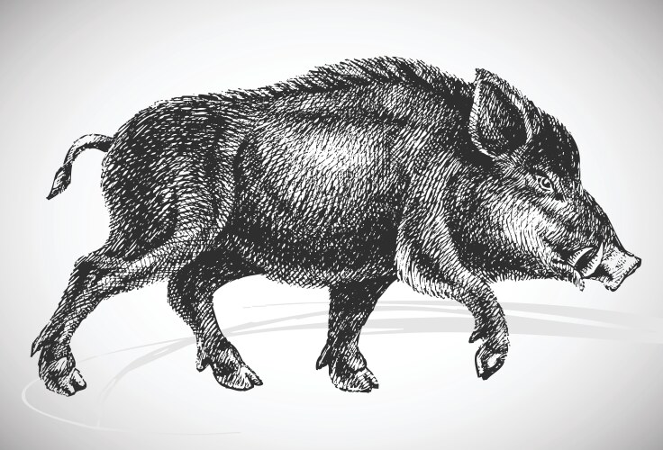 Wild Boar Vector Images (over 6,300)