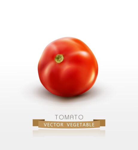 Tomato isolated on white background Royalty Free Vector