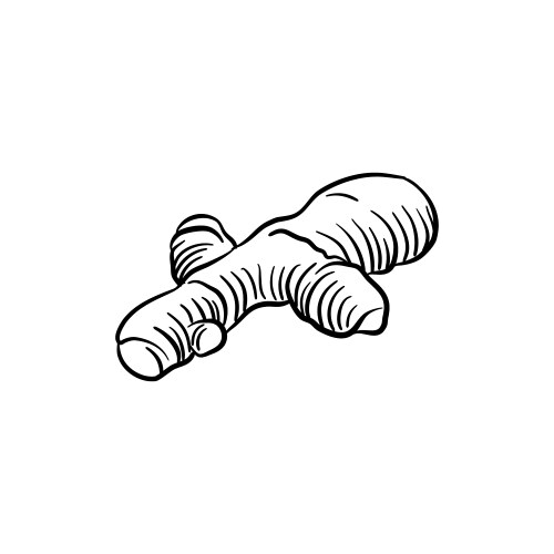 Ginger root linear drawing on white background Vector Image Ginger root linear drawing on white background Vector Image