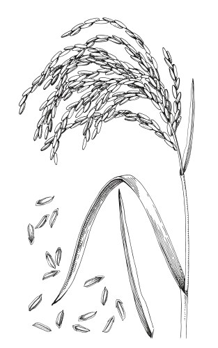 Rice Plant Coloring Page Profile For Rice By Jason's