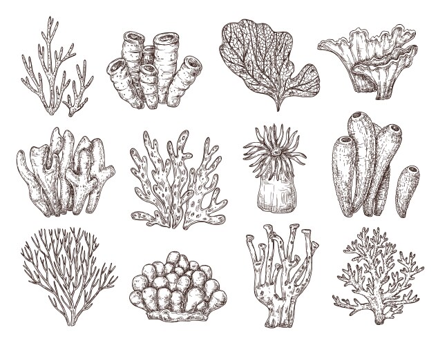 Coral Reef Cartoon Vector Images (over 13,000)