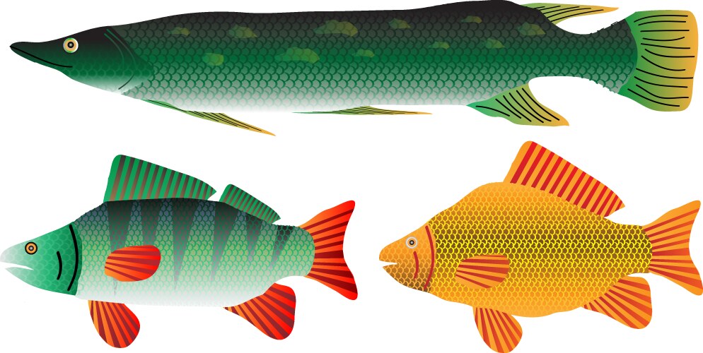 Perch Royalty Free Vector Image - VectorStock