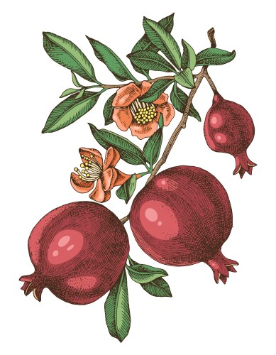 Pomegranate with leaves fresh fruit drawing Vector Image