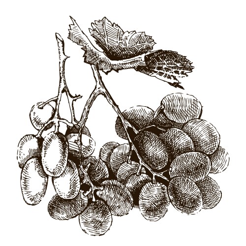 Grapes Drawing Vector Images (over 13,000)