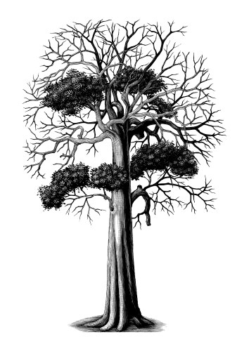 Vintage tree Royalty Free Vector Image - VectorStock
