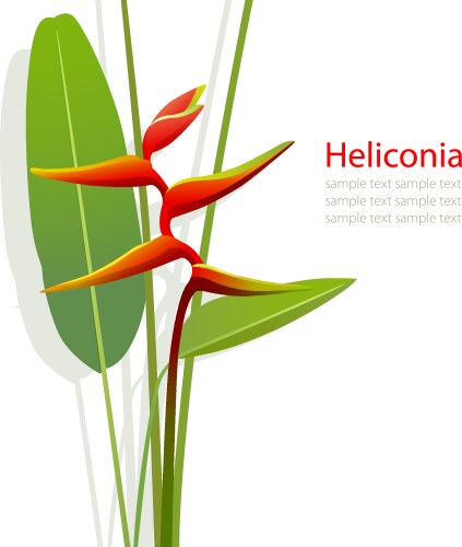 Heliconia Vector Images (over 1,200)