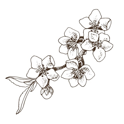 Blossom Vector Images (over 590,000)