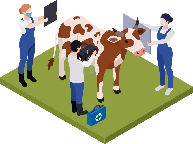 Veterinarian doctor with cow Royalty Free Vector Image