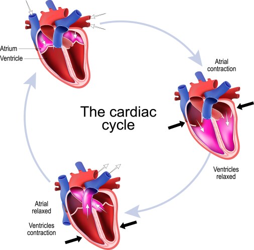 Cardiac pacemaker location Royalty Free Vector Image