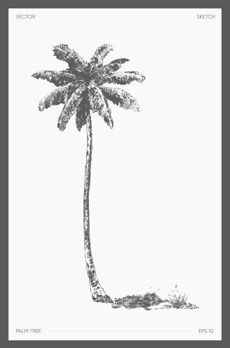 Palm Tree Sketch Vector Images (over 13,000)