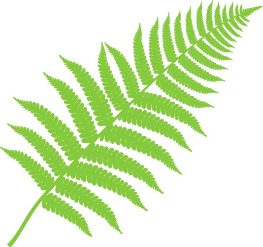 Fern Royalty Free Vector Image - VectorStock