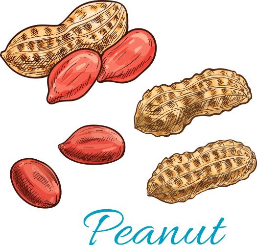 Peanut set isolated groundnuts hand drawn Vector Image