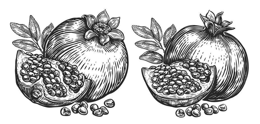 Pomegranate Vector Images (over 19,000)