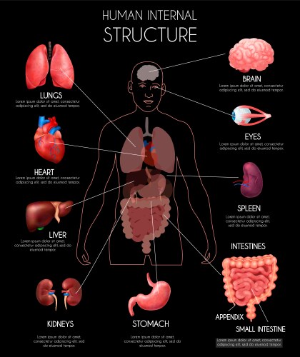 Realistic human internal organs infographics Vector Image