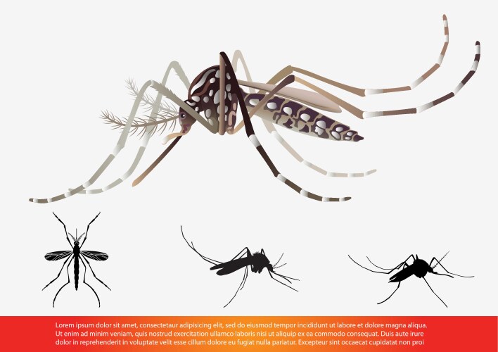Mosquito Vector Images (over 14,000)