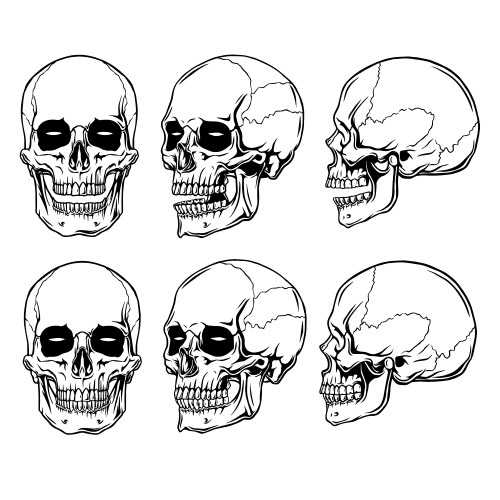 Skull Line Drawing Vector Images (over 17,000)
