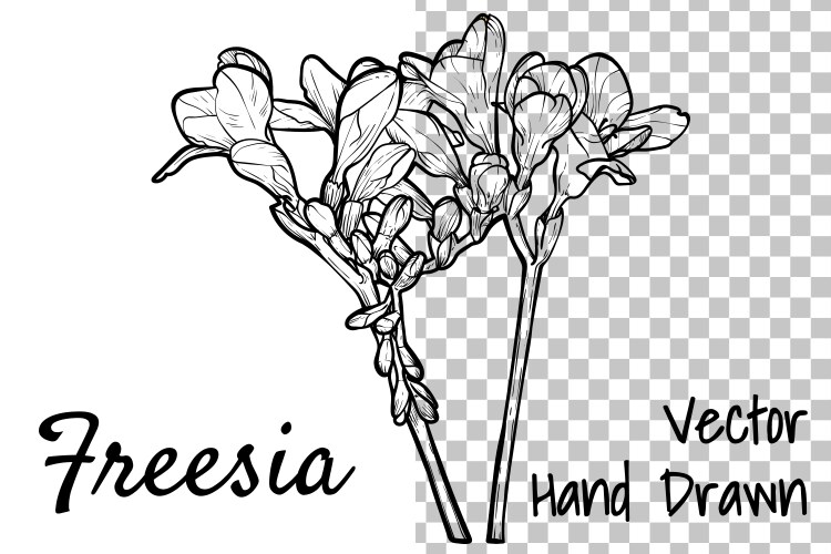 Freesia Vector Images (over 1,500)