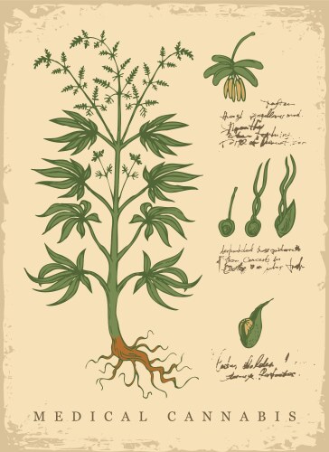 Marijuana Plant Drawing Vector Images (over 3,000)