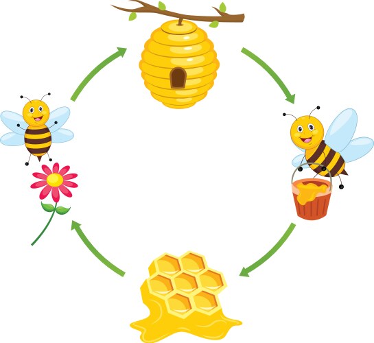 Cartoon bee Royalty Free Vector Image - VectorStock