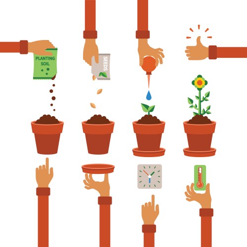 Flower growth process seedling watering Royalty Free Vector