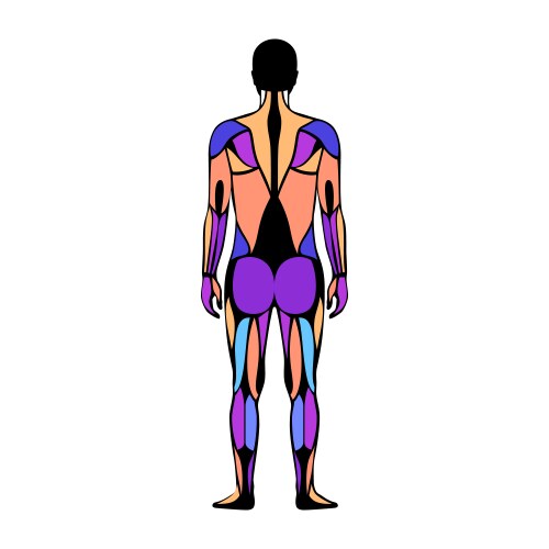 Human muscular system Royalty Free Vector Image