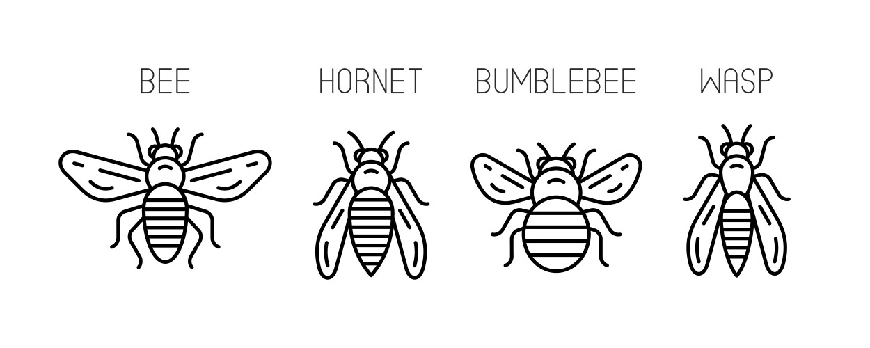 Worker Bee Vector Images (over 5,600)