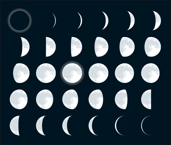 Lunar moon phases cycle all 28 shapes for each Vector Image