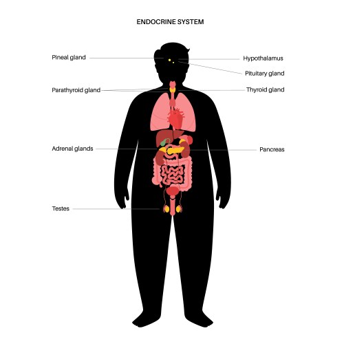 Human endocrine system Royalty Free Vector Image