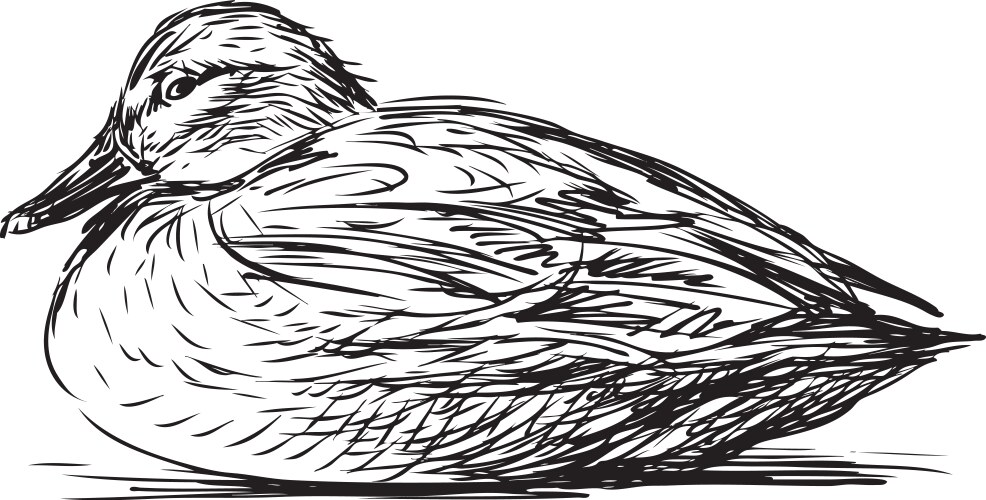 Duck Profile Vector Images (over 800)