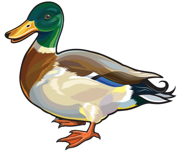 Cartoon mallard duck waving isolated Royalty Free Vector