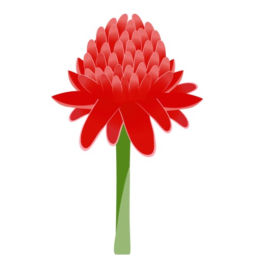Red ginger flower Royalty Free Vector Image - VectorStock