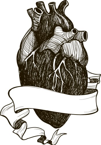 Human heart Royalty Free Vector Image - VectorStock