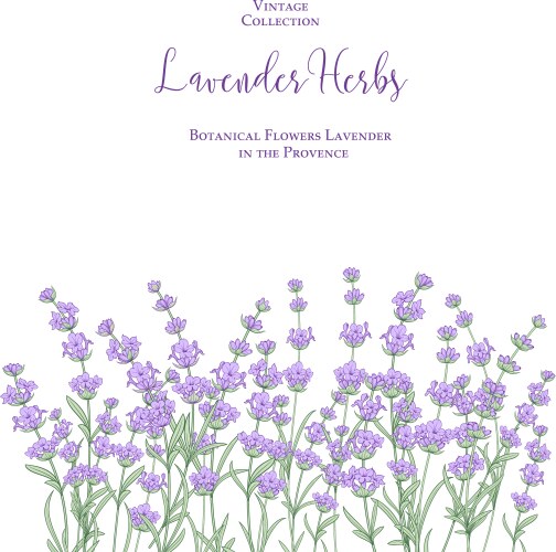 Label with lavender Royalty Free Vector Image - VectorStock