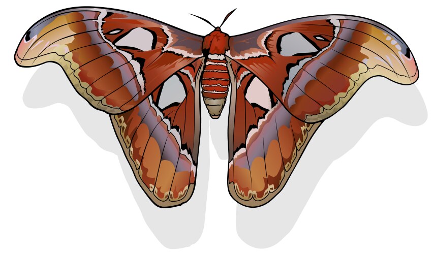 Moth Vector Images (over 22,000)