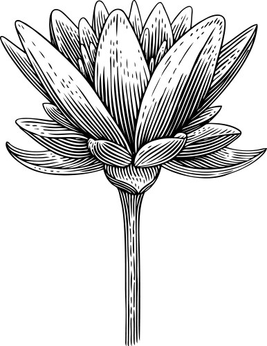 Lotus Vector Images (over 100,000)
