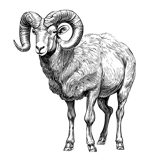 Sheep set hand drawn sketch Royalty Free Vector Image