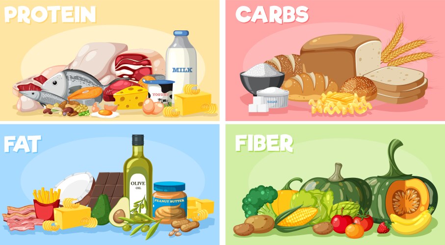 Four food groups Royalty Free Vector Image - VectorStock